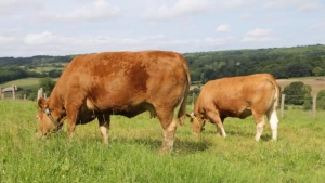 Détection des chaleurs - Les colliers Heatime s’adaptent aux vaches ...