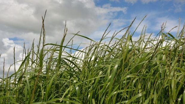 Élevage à l'herbe - Les prairies permanentes à sauvegarder pour leurs ...
