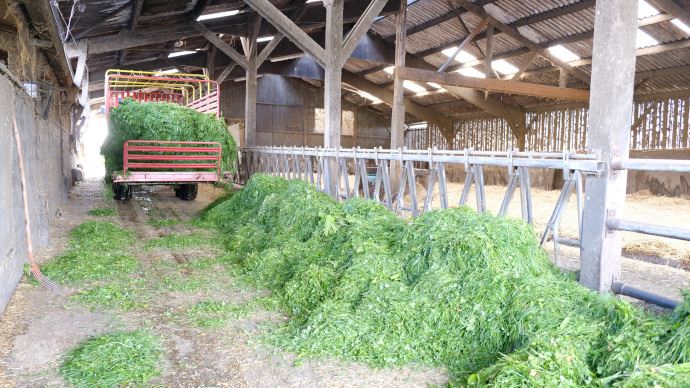 Affouragement en vert - Joseph Lalloué : « Au pré ou à l’auge, de l ...