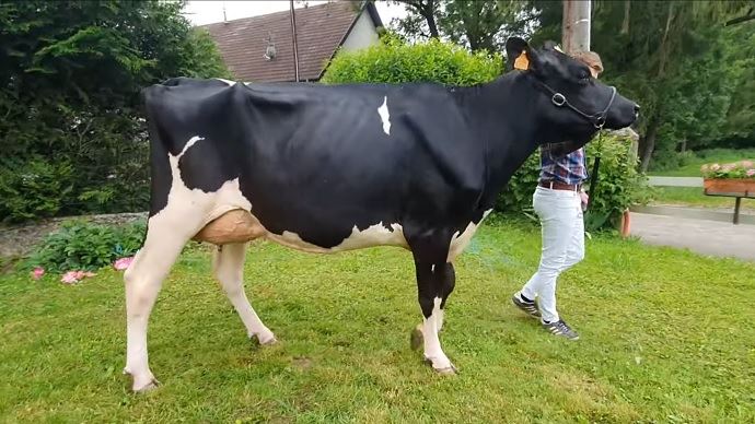 Concours en ligne - Découvrez en vidéo les 61 vaches du concours ...