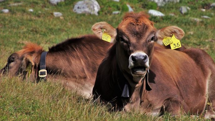 Boucle électroniques - Des vaches toujours plus connectées grâce à la ...