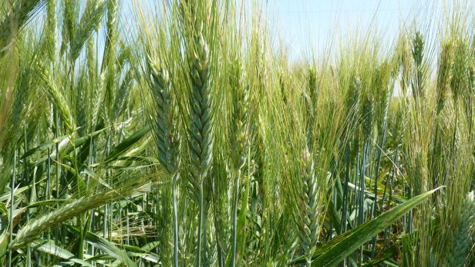 Étude - Une piste prometteuse pour des mélanges variétaux efficaces ...