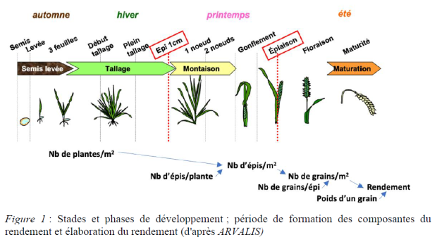Académie d'agriculture de France - Le blé tendre - Académie d ...