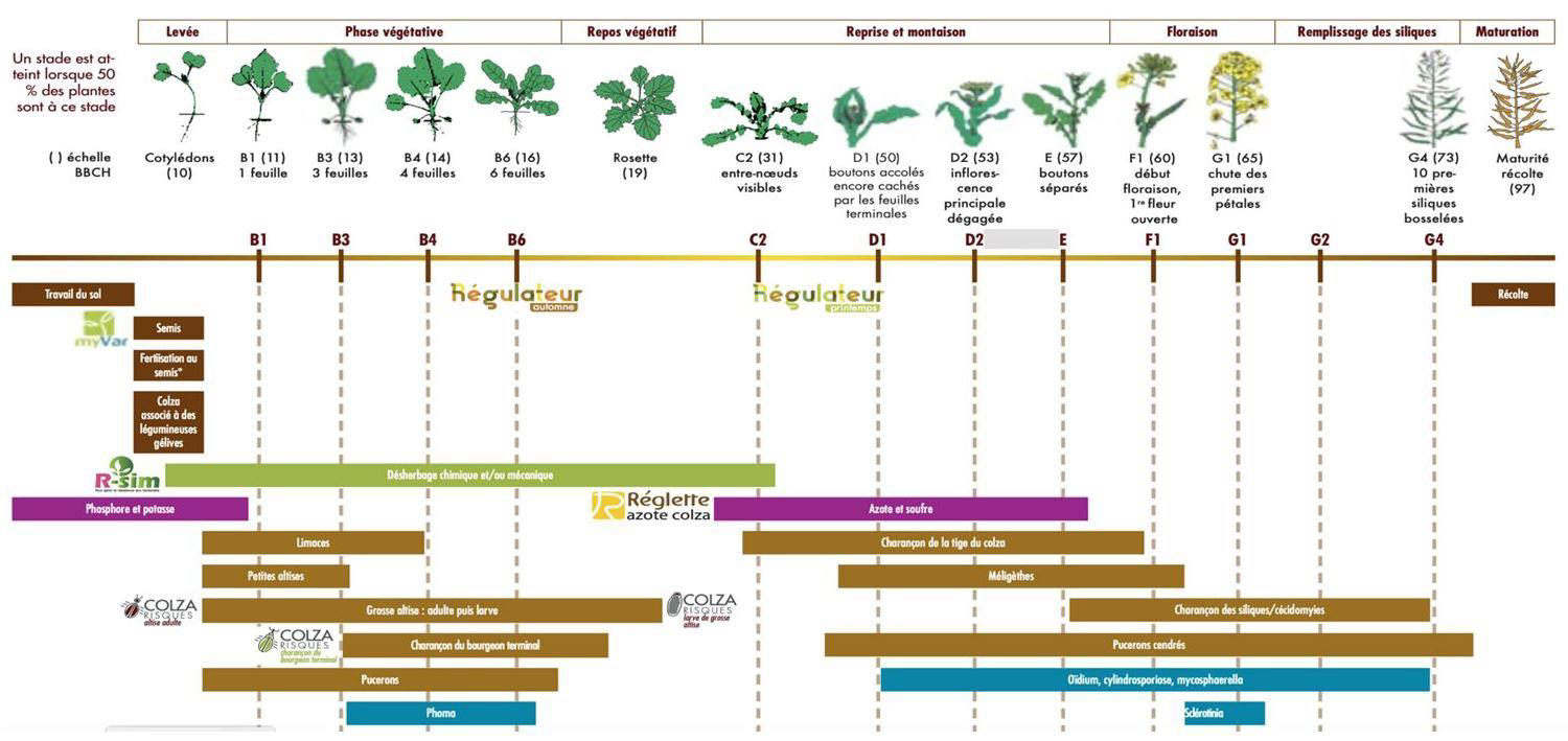ACADEMIE D'AGRICULTURE DE FRANCE - Le colza d'hiver - Académie d ...