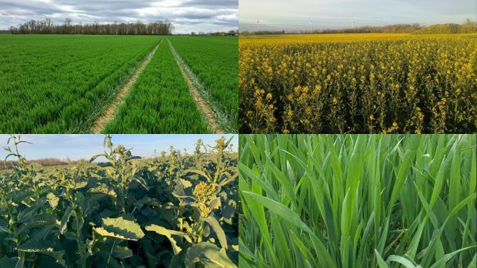 Tour de plaine - Cultures d'hiver : « tous les feux sont au vert » pour ...