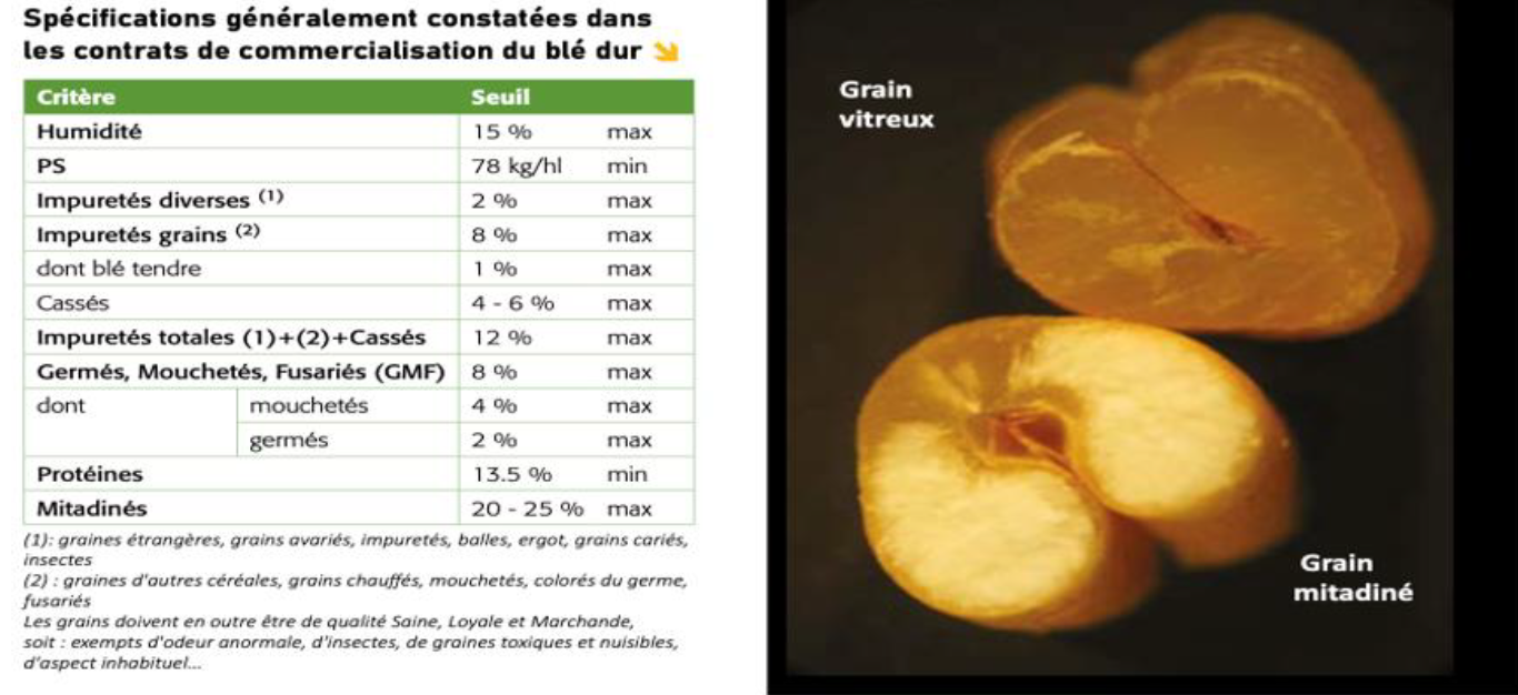 ACADEMIE D'AGRICULTURE DE FRANCE - Le blé dur - Académie d'Agriculture ...