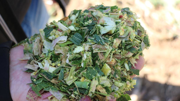 Fourrage - L’ensilage de maïs a-t-il encore sa place dans l’auge en ...