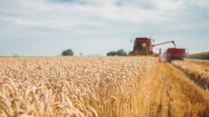 Moisson 2025 : Quelle récolte ? - Agri Mutuel